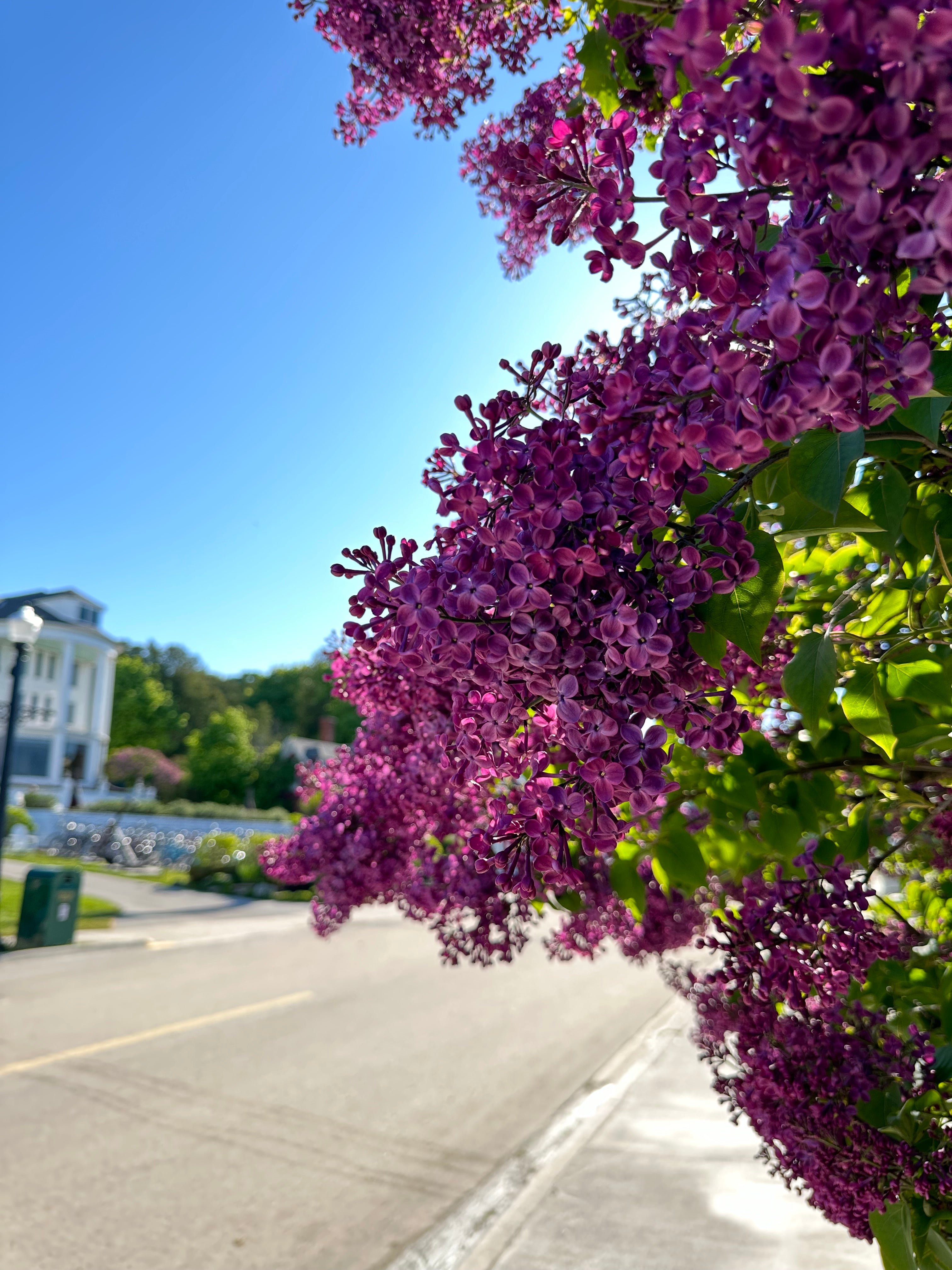 Mackinac island Lilac Facts – Little Luxuries of Mackinac Island